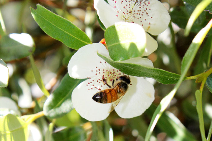 Stephens – Australian Honey Store