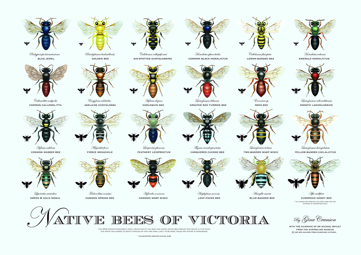 Australian native bee books, posters, information and resources ...